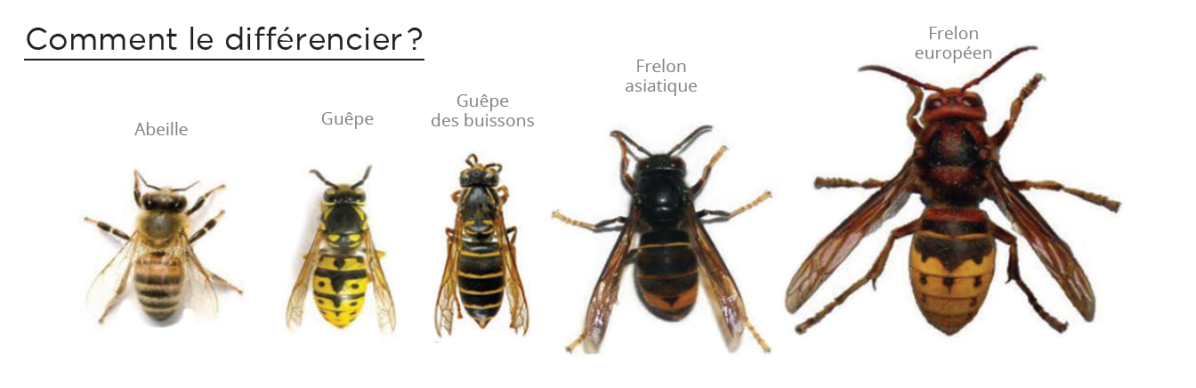 Frelons asiatiques – Concarneau Cornouaille Agglomération
